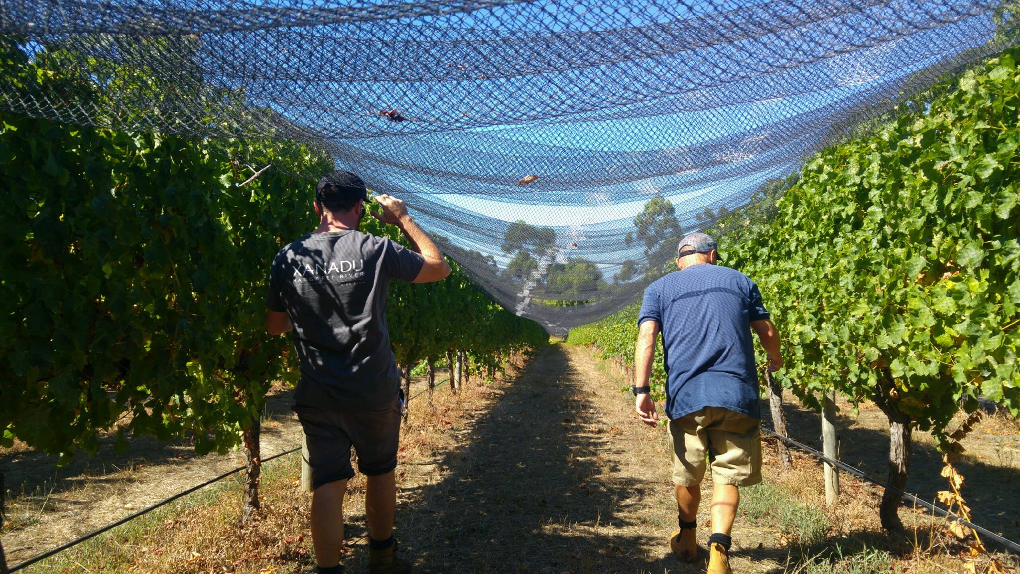 Harvest 2017: Australia | Bibendum Wine