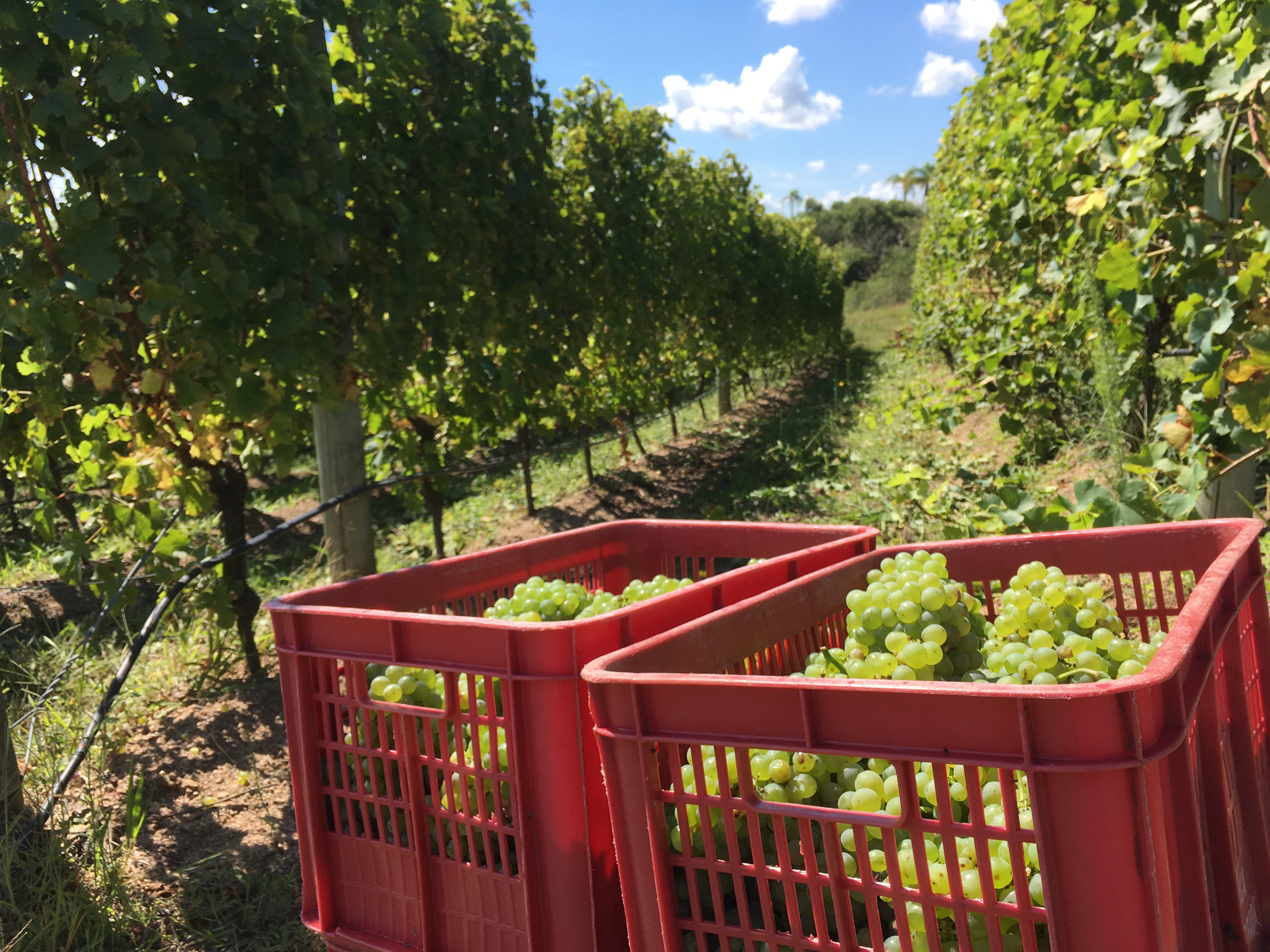 Harvest 2017: Brazil and Uruguay | Bibendum Wine