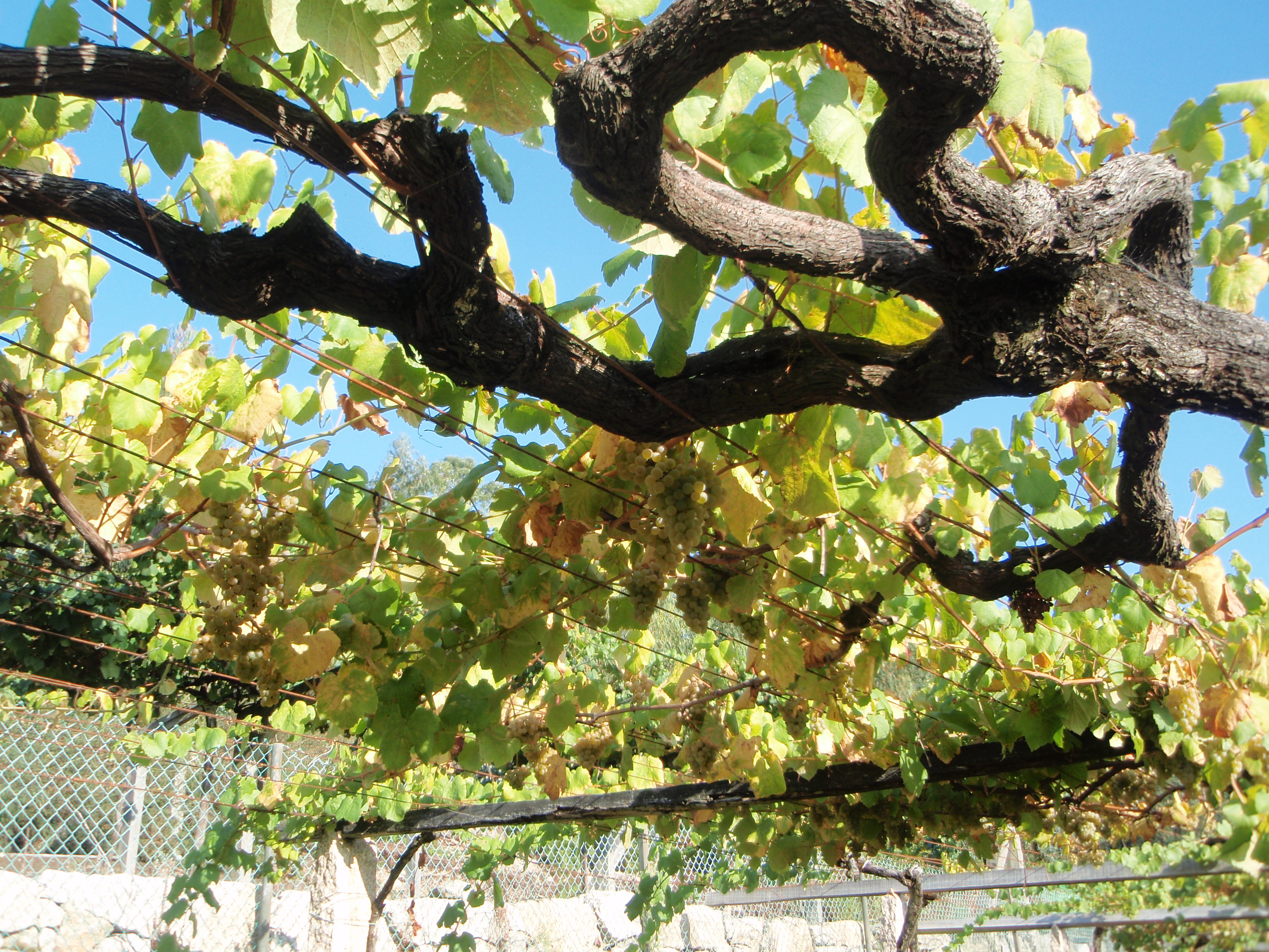 Why we love Albarino | Bibendum Wine