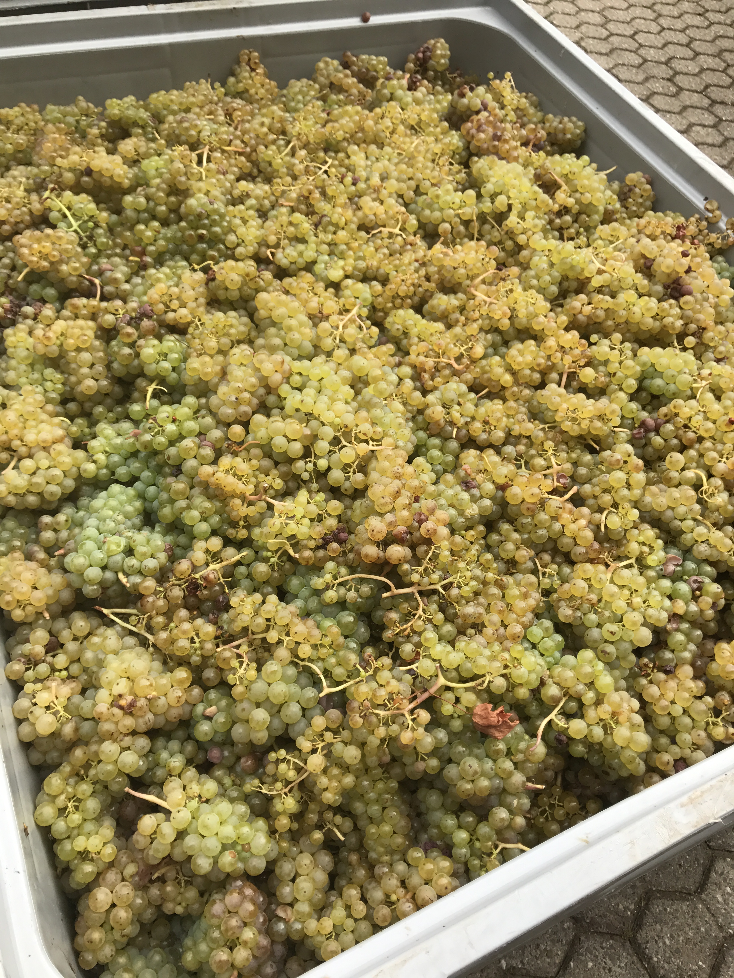 31 Days of German Riesling with Wines of Germany UK | Bibendum Wine