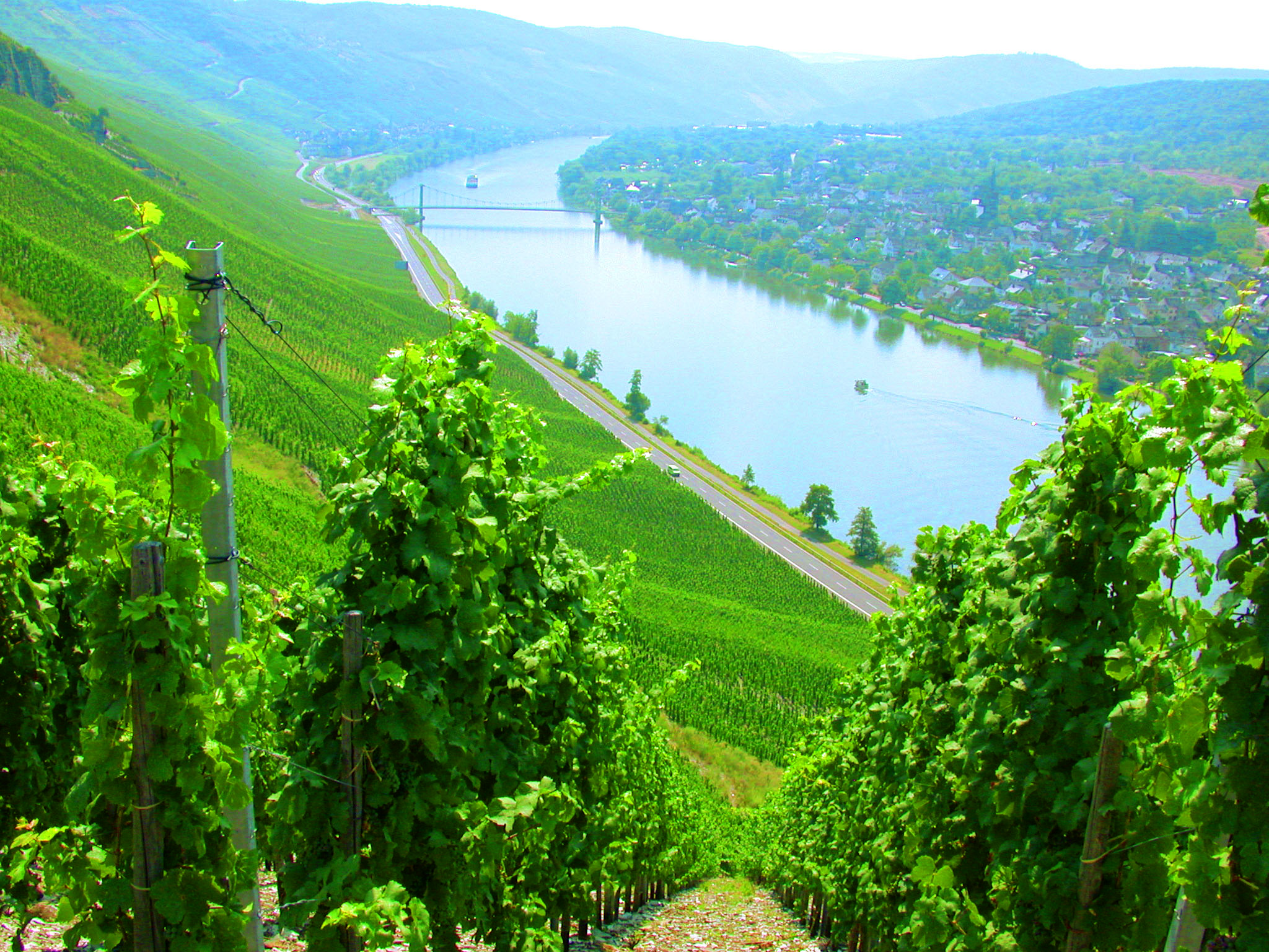 Markus Molitor | Bibendum Wine