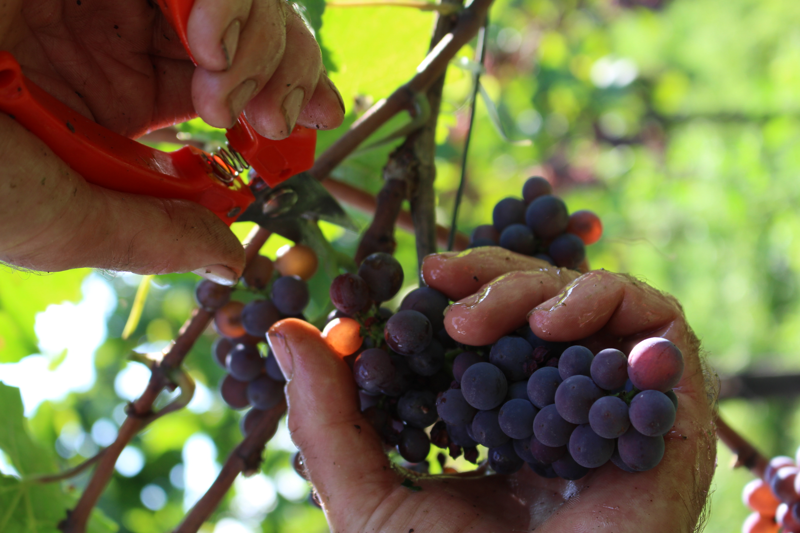 Tasting Notes: Harvest 2018 | Bibendum Wine