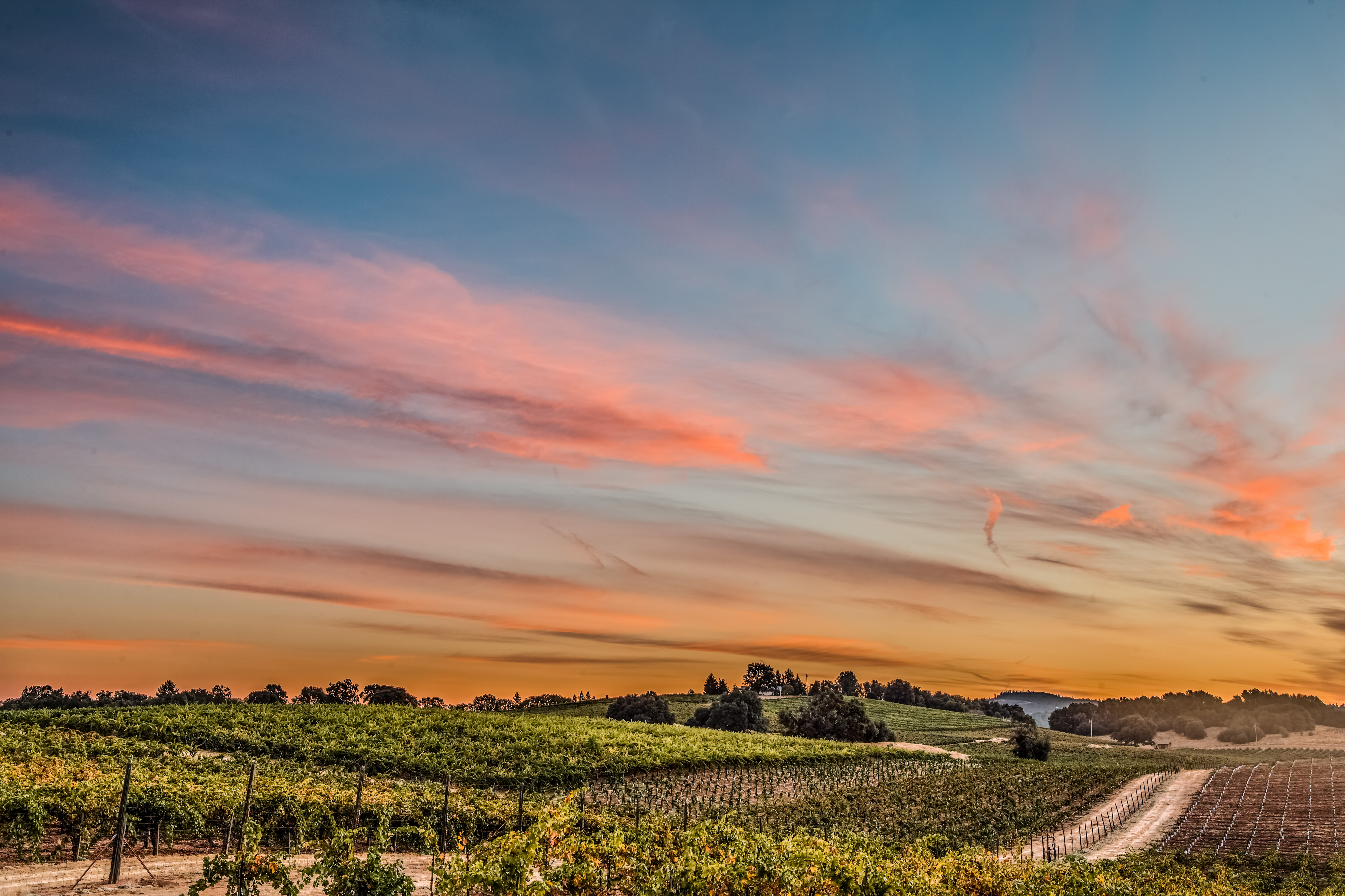 Renwood | Bibendum Wine